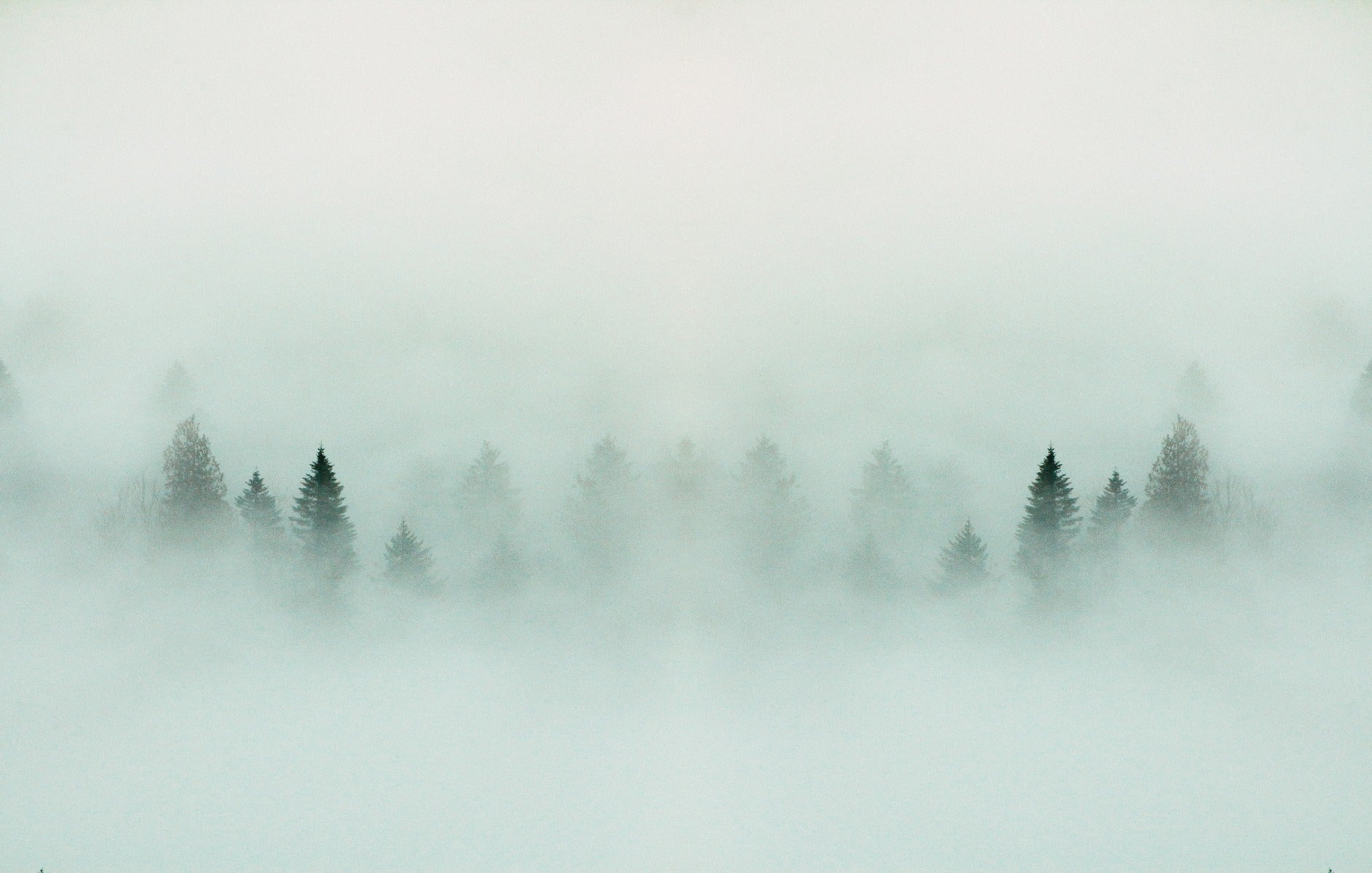 Foggy Forest Peel & Stick Wallpaper Mural | Giffywalls