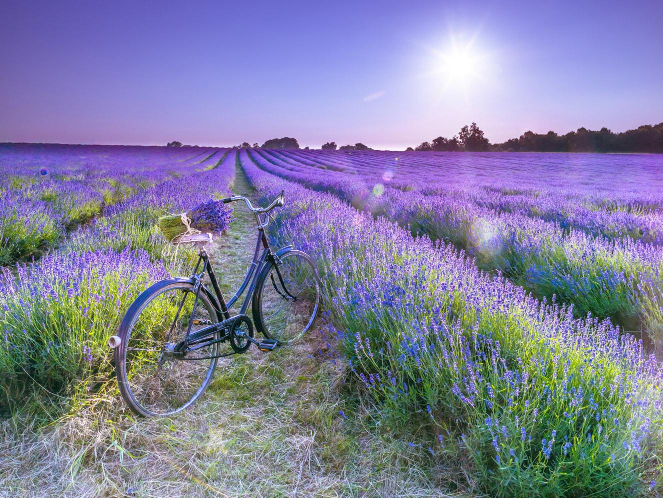 Wallpaper for Walls in India | Wall Murals India - Giffywalls